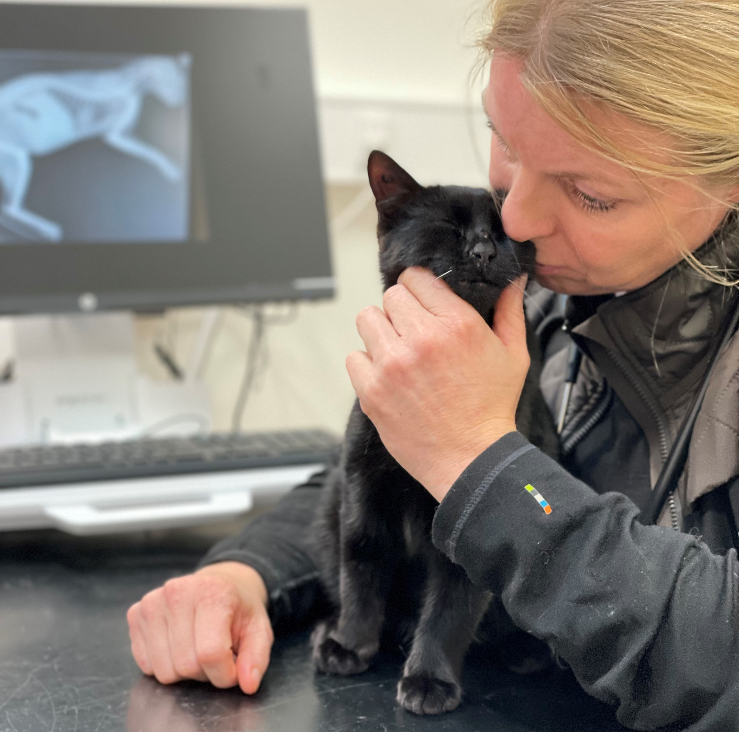 Kat skudt og efterladt | Dyrenes Beskyttelse